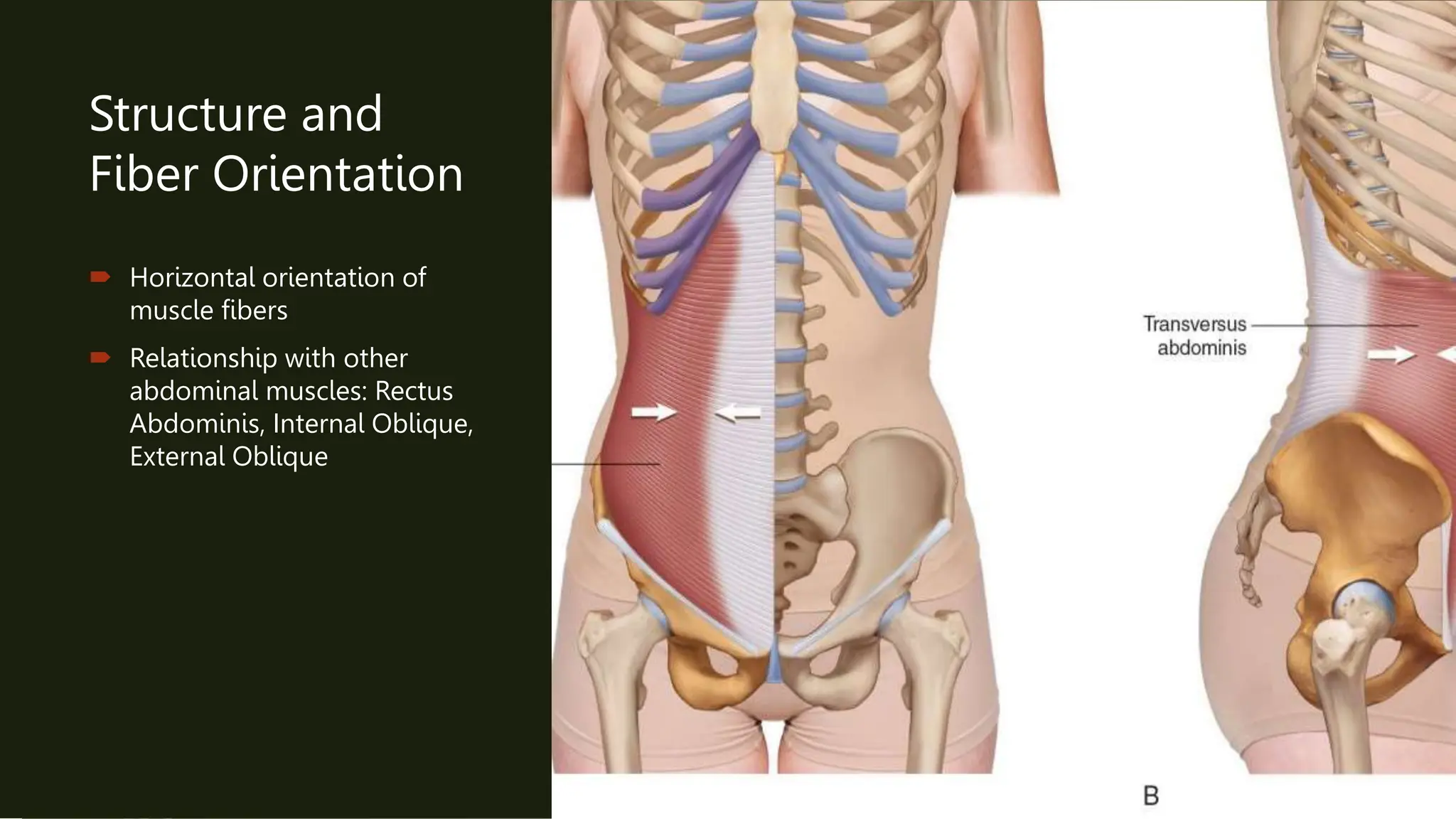 Transverse abdominal definition and functions | PPT Transverse abdominal definition and functions | PPT