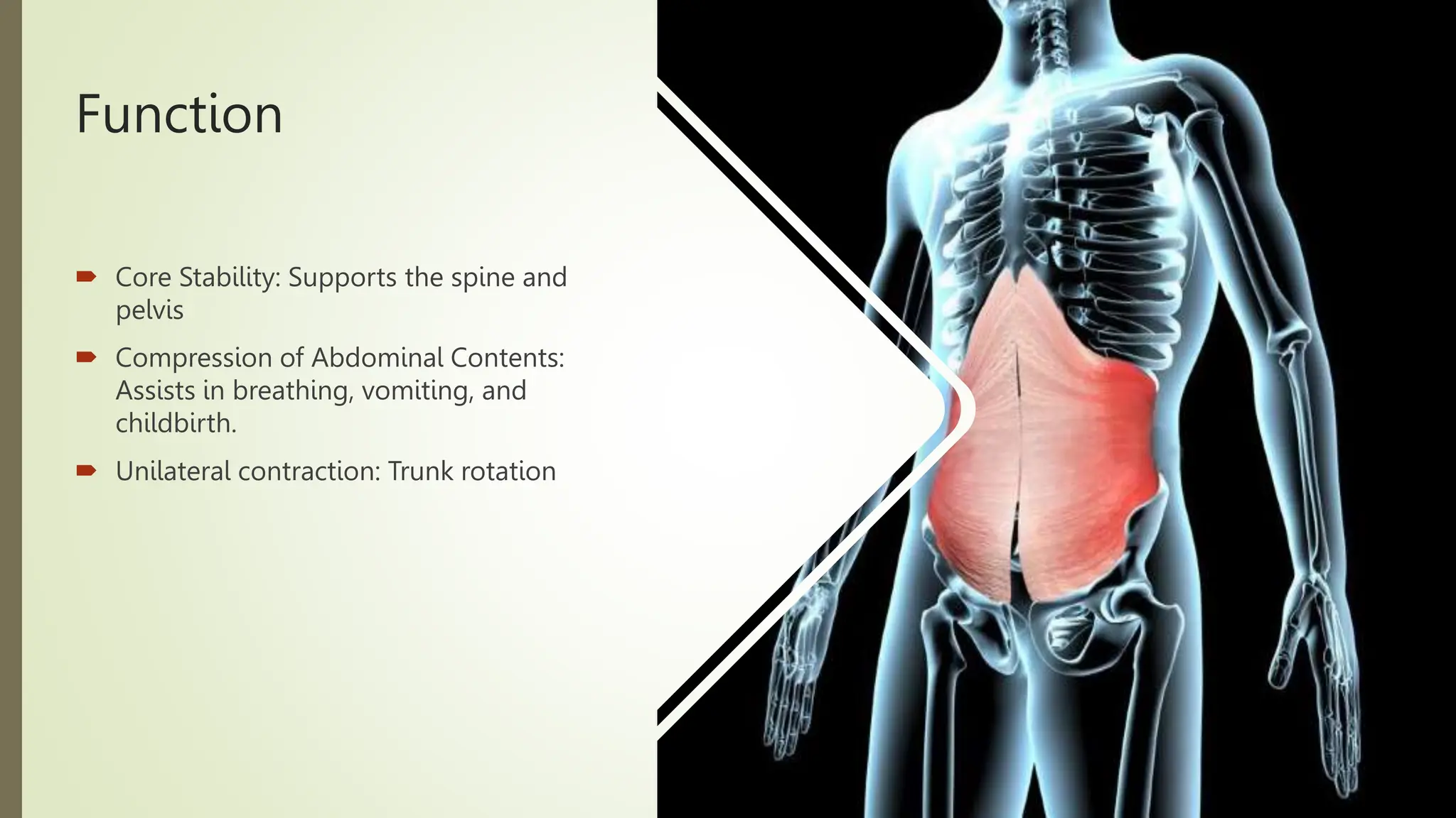 Transverse abdominal definition and functions | PPT Transverse abdominal definition and functions | PPT