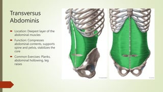 Transverse abdominal definition and functions | PPT
