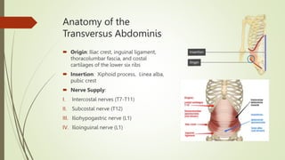 Transverse abdominal definition and functions | PPT