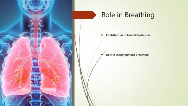 Transverse abdominal definition and functions | PPT