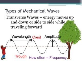 Transverse and longitudinal_waves_presentation | PPT
