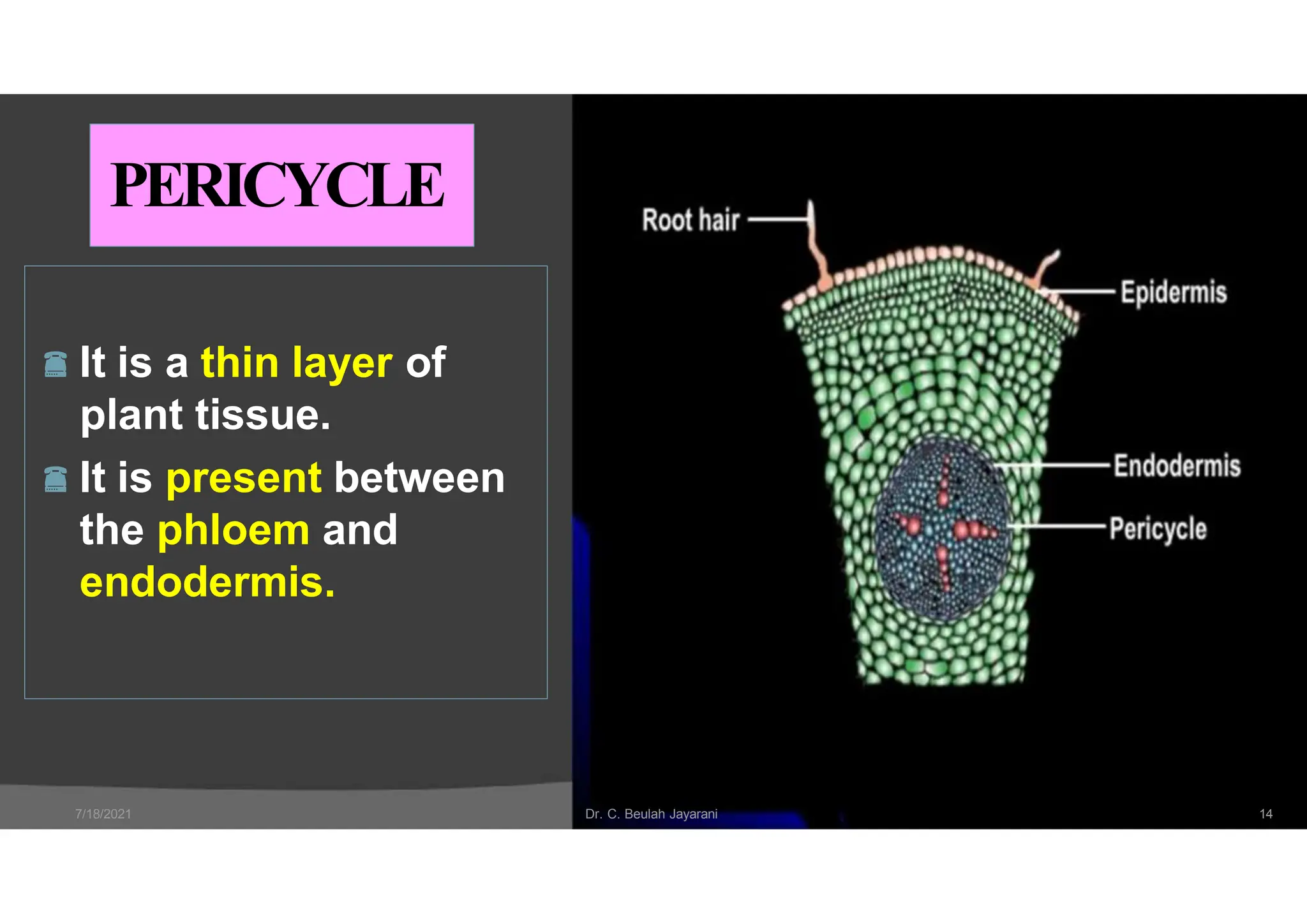 Transverse section of plant.pptx botany ppt | PPTX