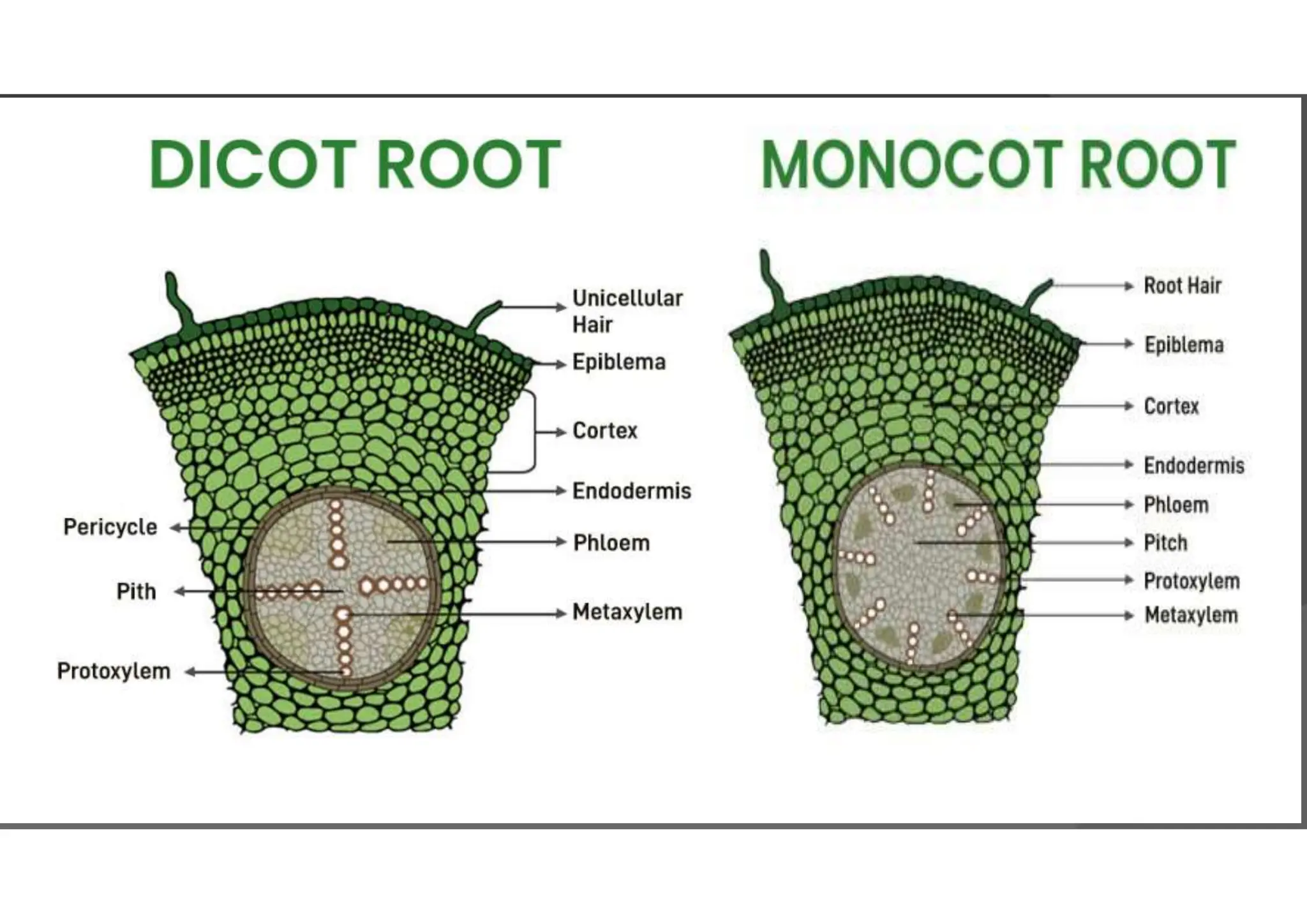 Transverse section of plant.pptx botany ppt | PPTX