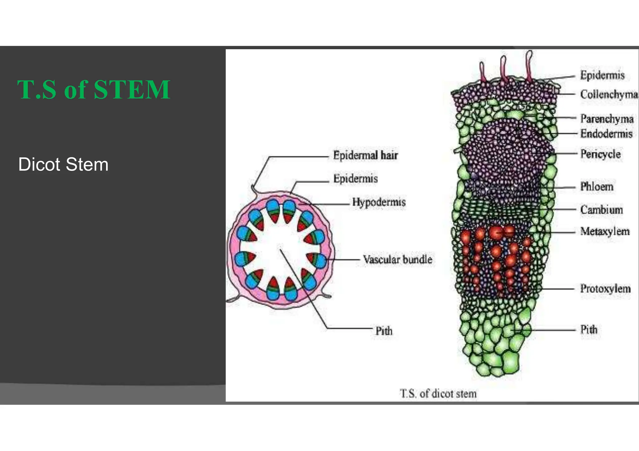 Transverse section of plant.pptx botany ppt | PPTX
