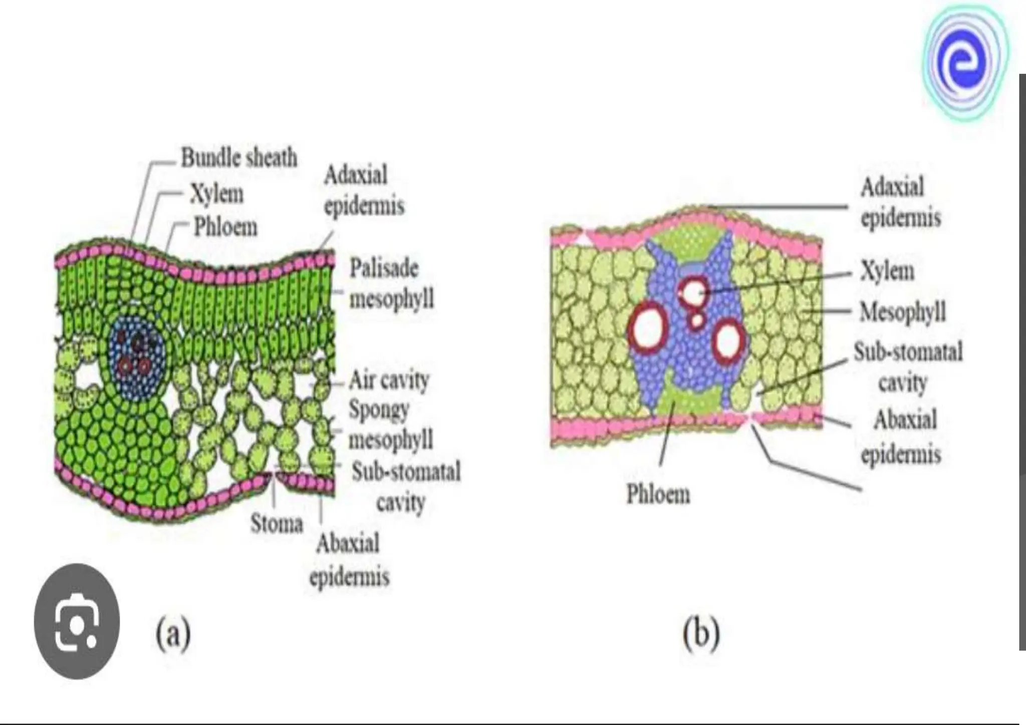 Transverse section of plant.pptx botany ppt | PPTX