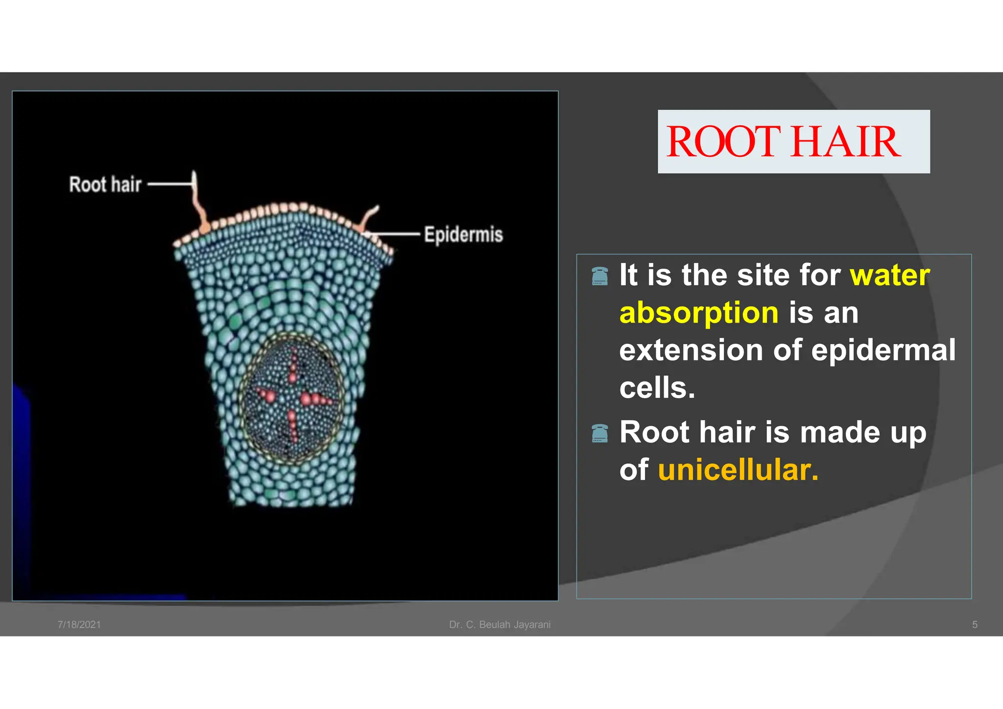 Transverse section of plant.pptx botany ppt | PPTX