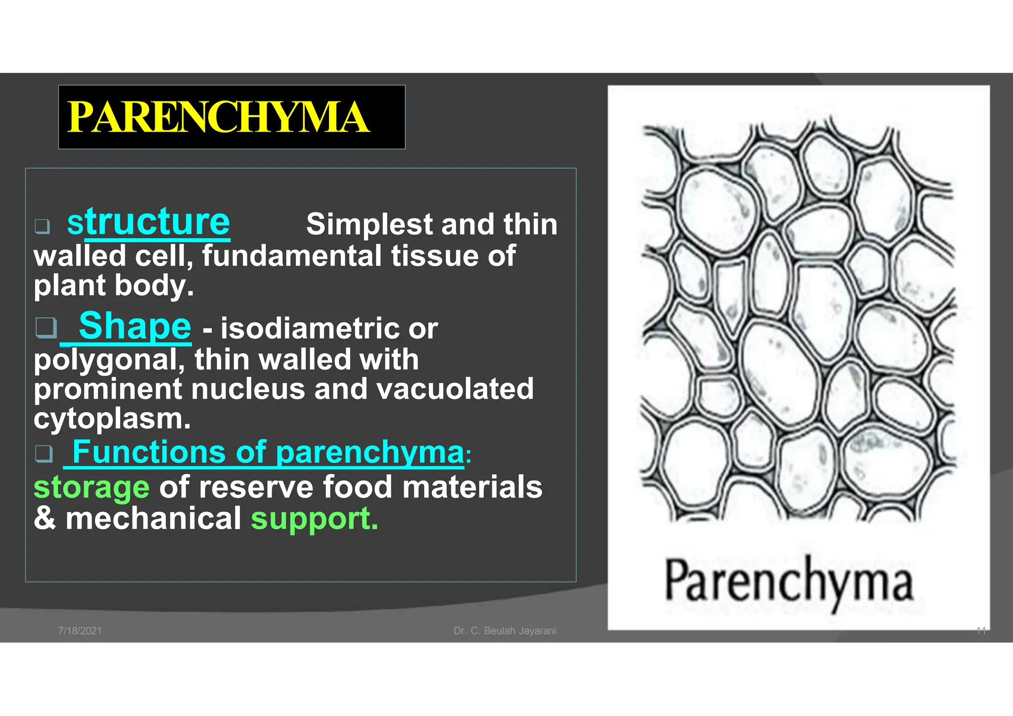 Transverse section of plant.pptx botany ppt | PPTX