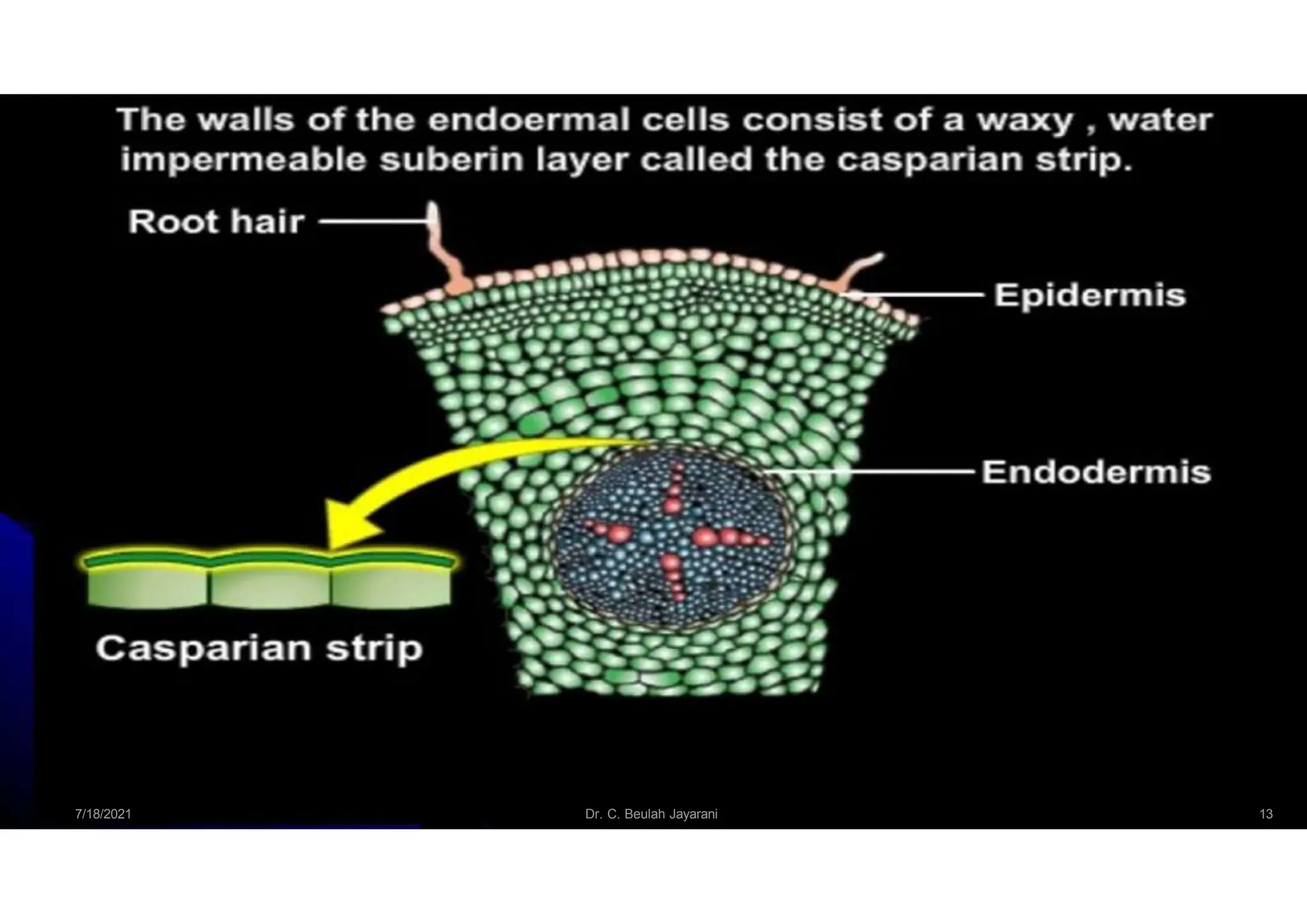 Transverse section of plant.pptx botany ppt | PPTX