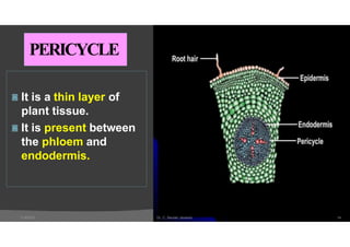 Transverse section of plant.pptx botany ppt | PPTX