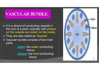 Transverse section of plant.pptx botany ppt | PPTX