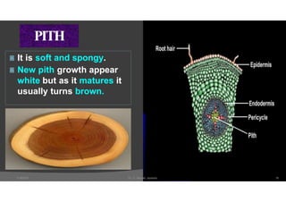 Transverse section of plant.pptx botany ppt | PPTX
