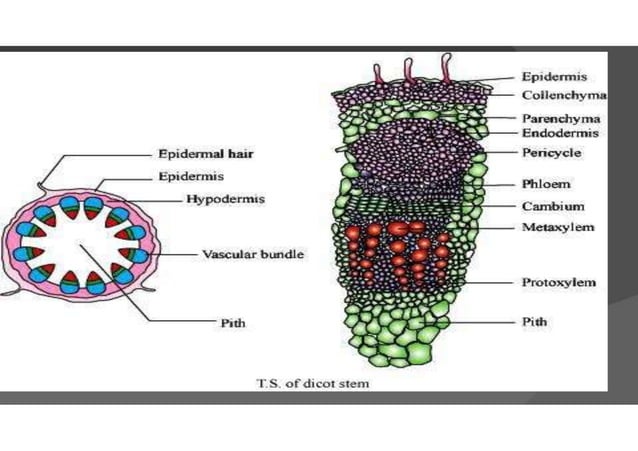 Transverse section of plant.pptx botany ppt | PPTX | Skin and ...