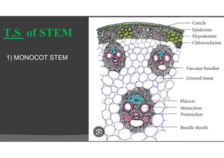 Transverse section of plant.pptx botany ppt | PPTX