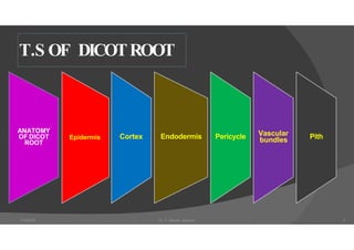 Transverse section of plant.pptx botany ppt | PPTX