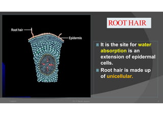 Transverse section of plant.pptx botany ppt | PPTX
