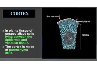 Transverse section of plant.pptx botany ppt | PPTX