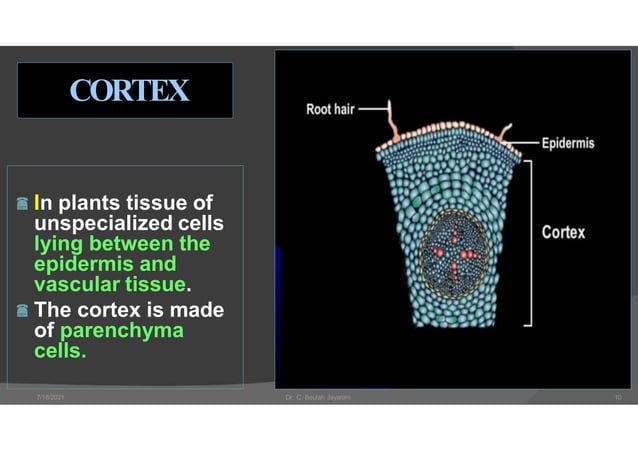 Transverse section of plant.pptx botany ppt | PPTX | Skin and ...