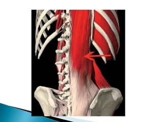 Transverso del abdomen | PPTX