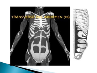 Transverso del abdomen | PPTX