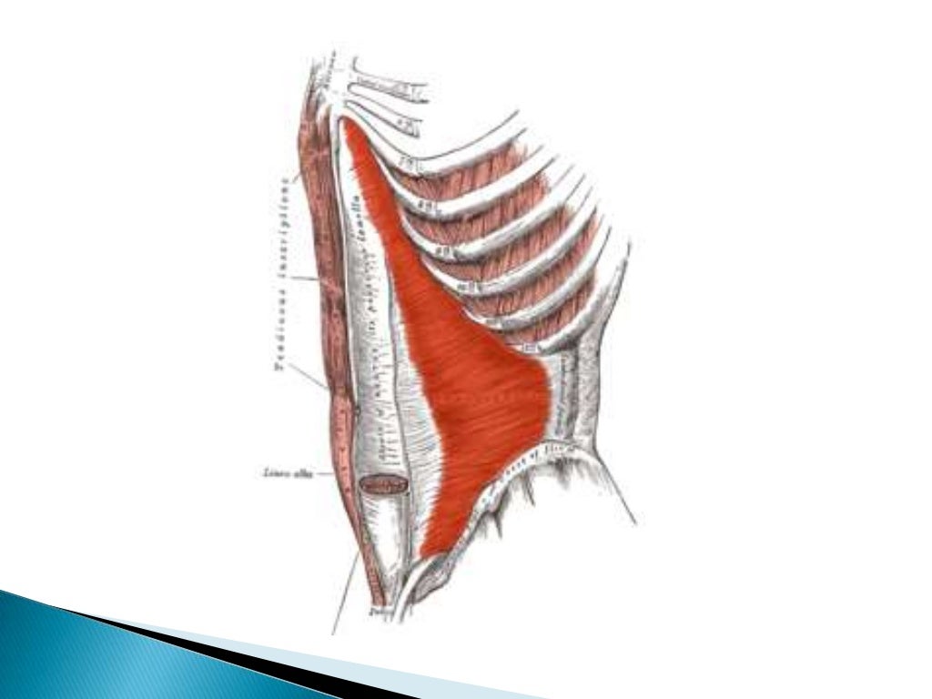 Transverso del abdomen