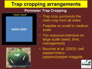 Trap Cropping Techniques | PPT