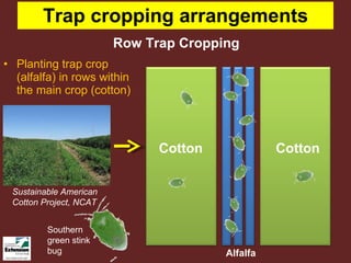 Trap Cropping Techniques | PPT