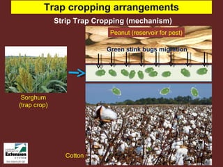 Trap Cropping Techniques | PPT