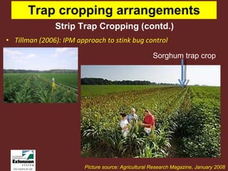 Trap Cropping Techniques | PPT