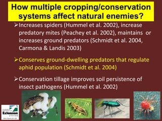 Trap Cropping Techniques | PPT