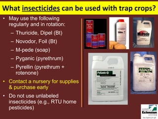 Trap Cropping Techniques | PPT