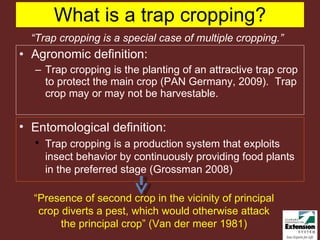 Trap Cropping Techniques | PPT