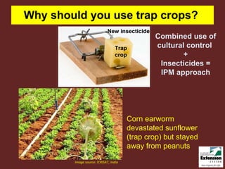 Trap Cropping Techniques | PPT