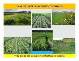 trap cropping 2022.pdf