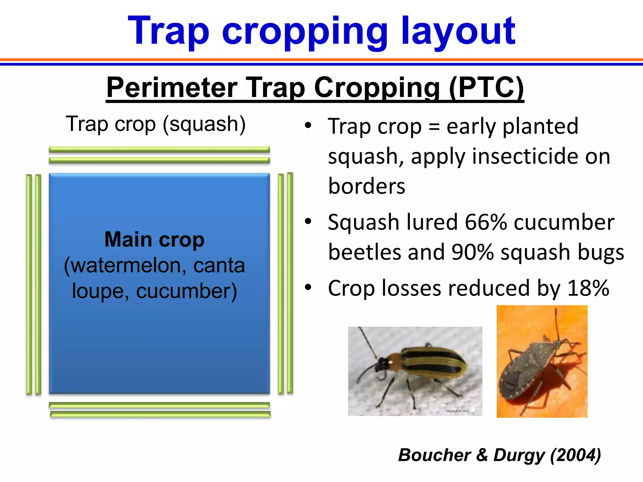 Trap cropping in vegetables 2012 | PPTX