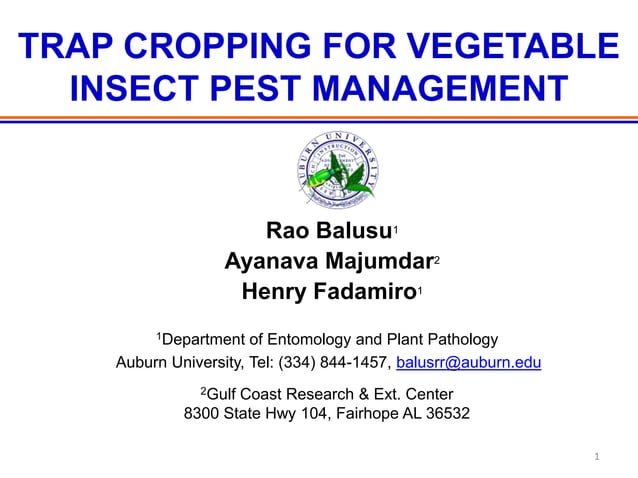 Trap cropping in vegetables 2012 | PPT