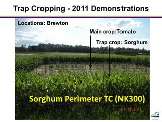 Trap cropping in vegetables 2012 | PPTX