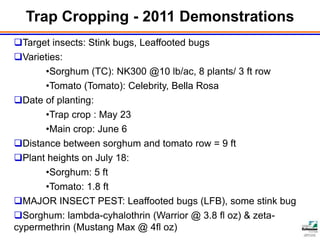 Trap cropping in vegetables 2012 | PPTX