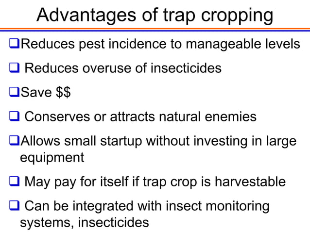 Trap cropping in vegetables 2012 | PPT