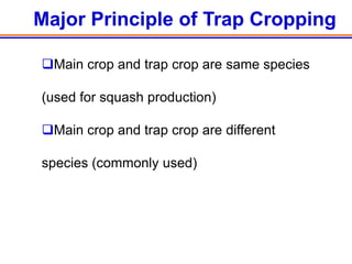 Trap cropping in vegetables 2012 | PPTX