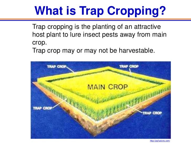 Trap cropping in vegetables 2012