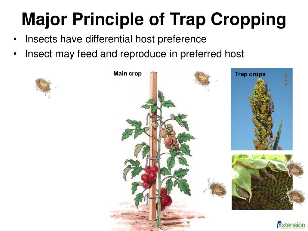 Trap crop research overview (2011-2017)