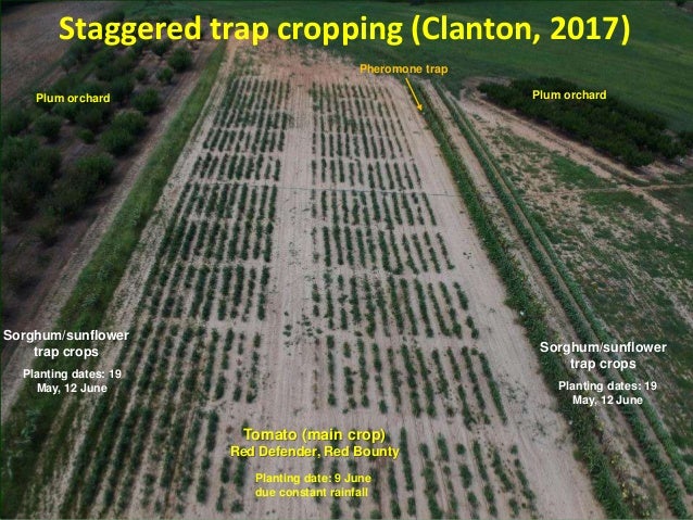 Trap crop research overview (2011-2017)