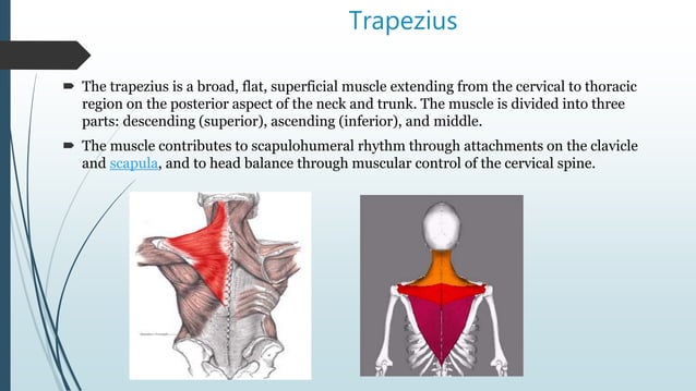 Trapezius | PPTX | Death, Injury, or Military Conflict | Sensitive Topics
