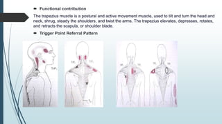 Upper Trapezius Origin And Insertion