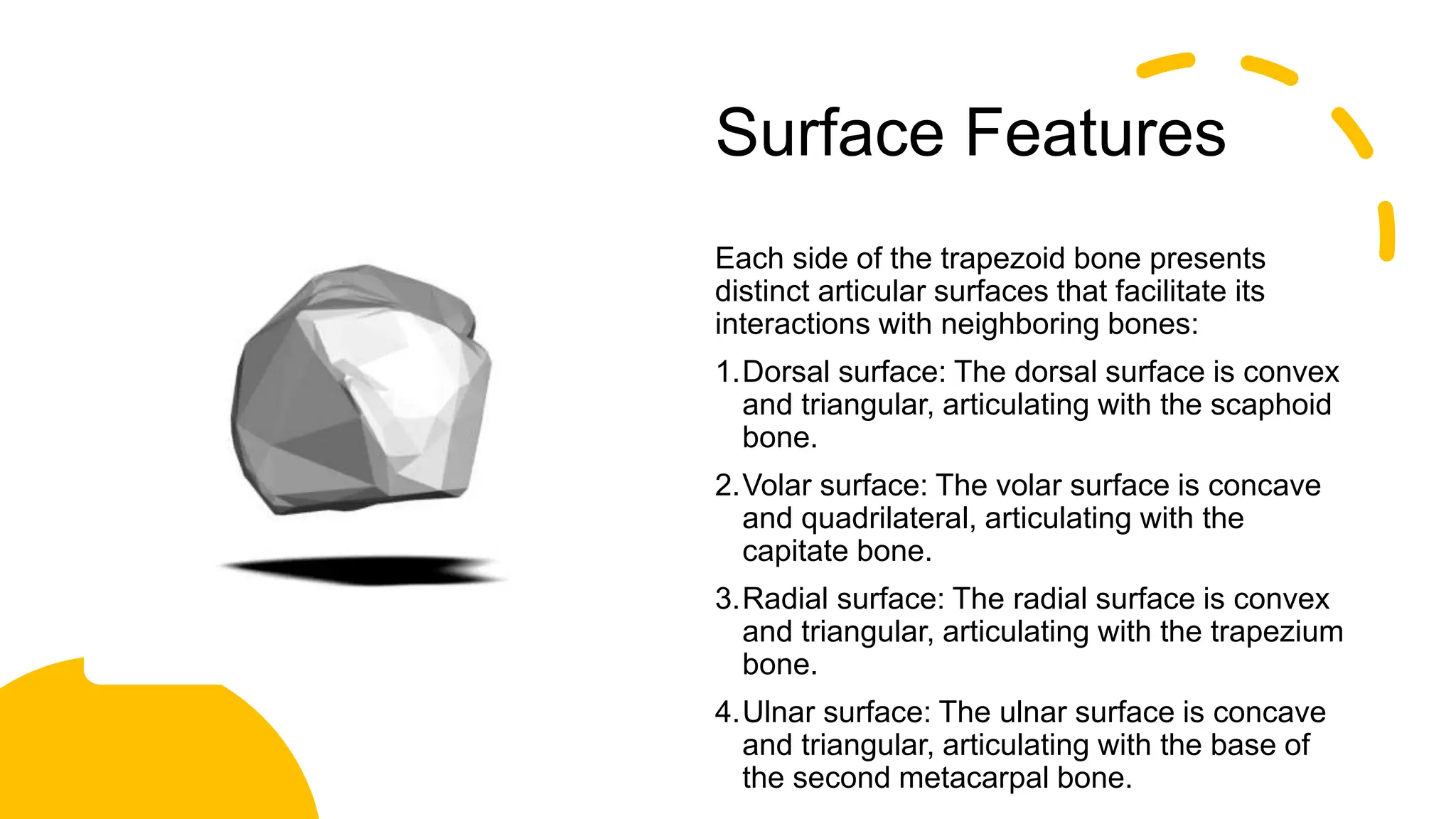 Anatomy of Trapezoid bone | PPTX