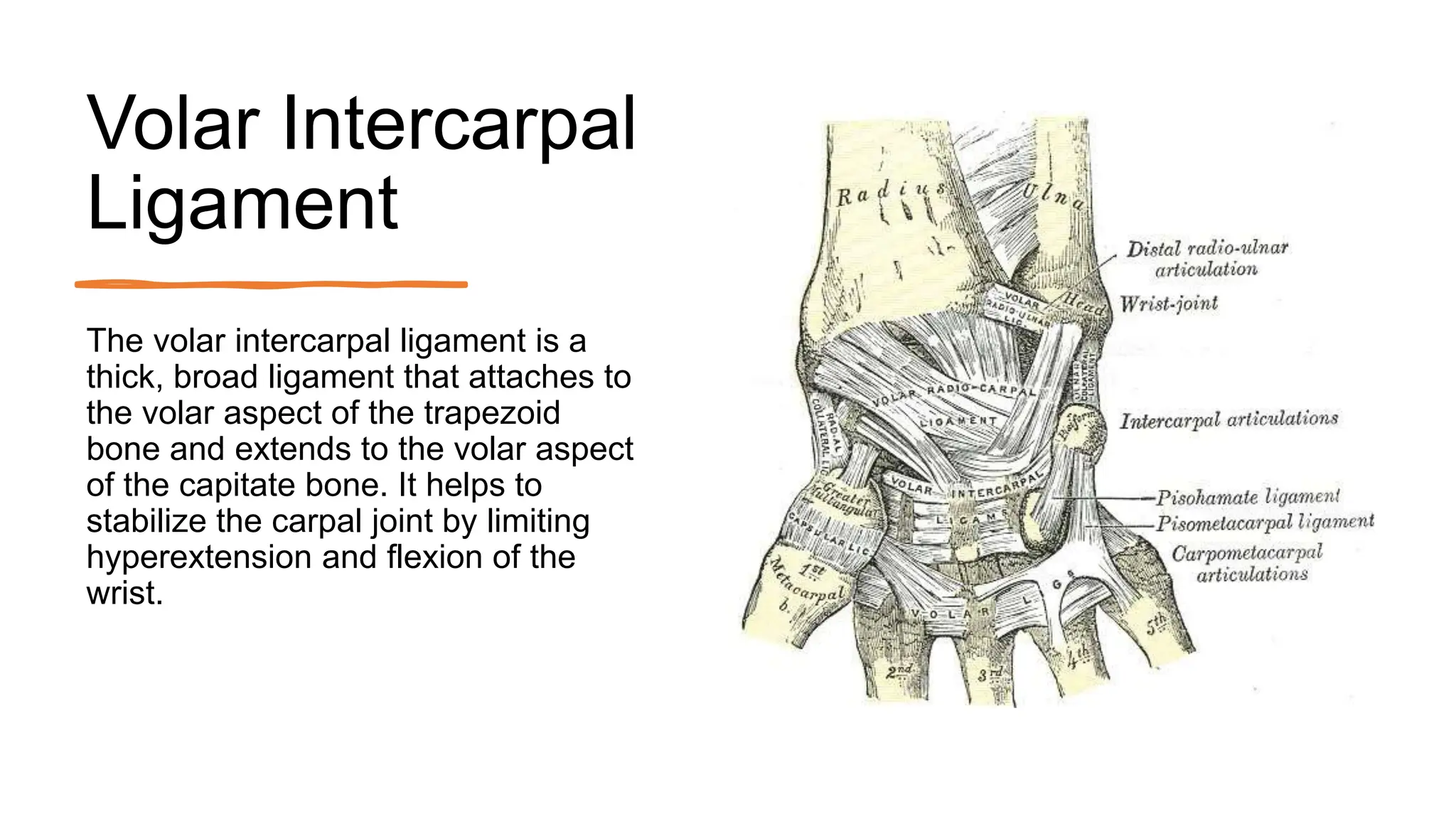 Anatomy of Trapezoid bone | PPTX