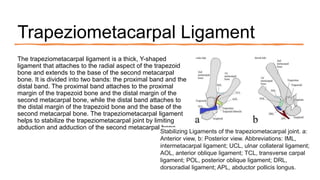 Anatomy of Trapezoid bone | PPTX
