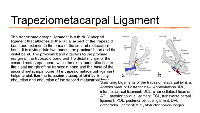 Anatomy of Trapezoid bone | PPTX