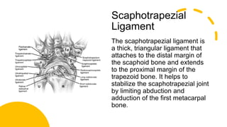 Anatomy of Trapezoid bone | PPTX